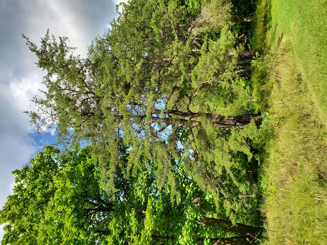 Virginia Pine | CMP Tree Selection Tool